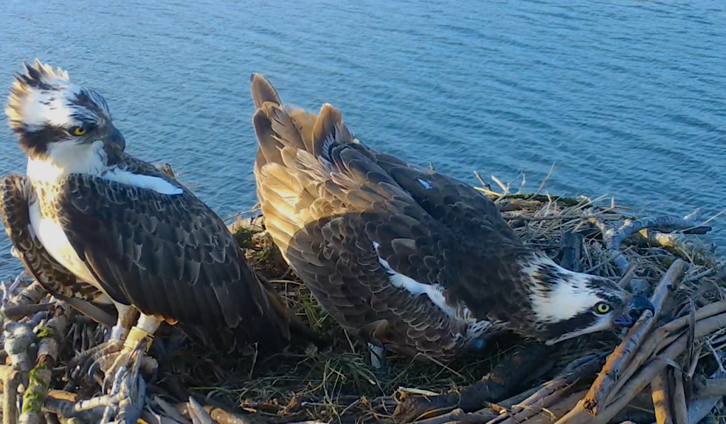 COMIENZA LA TEMPORADA DE CRÍA DEL ÁGUILA PESCADORA EN LA BAHÍA DE ...